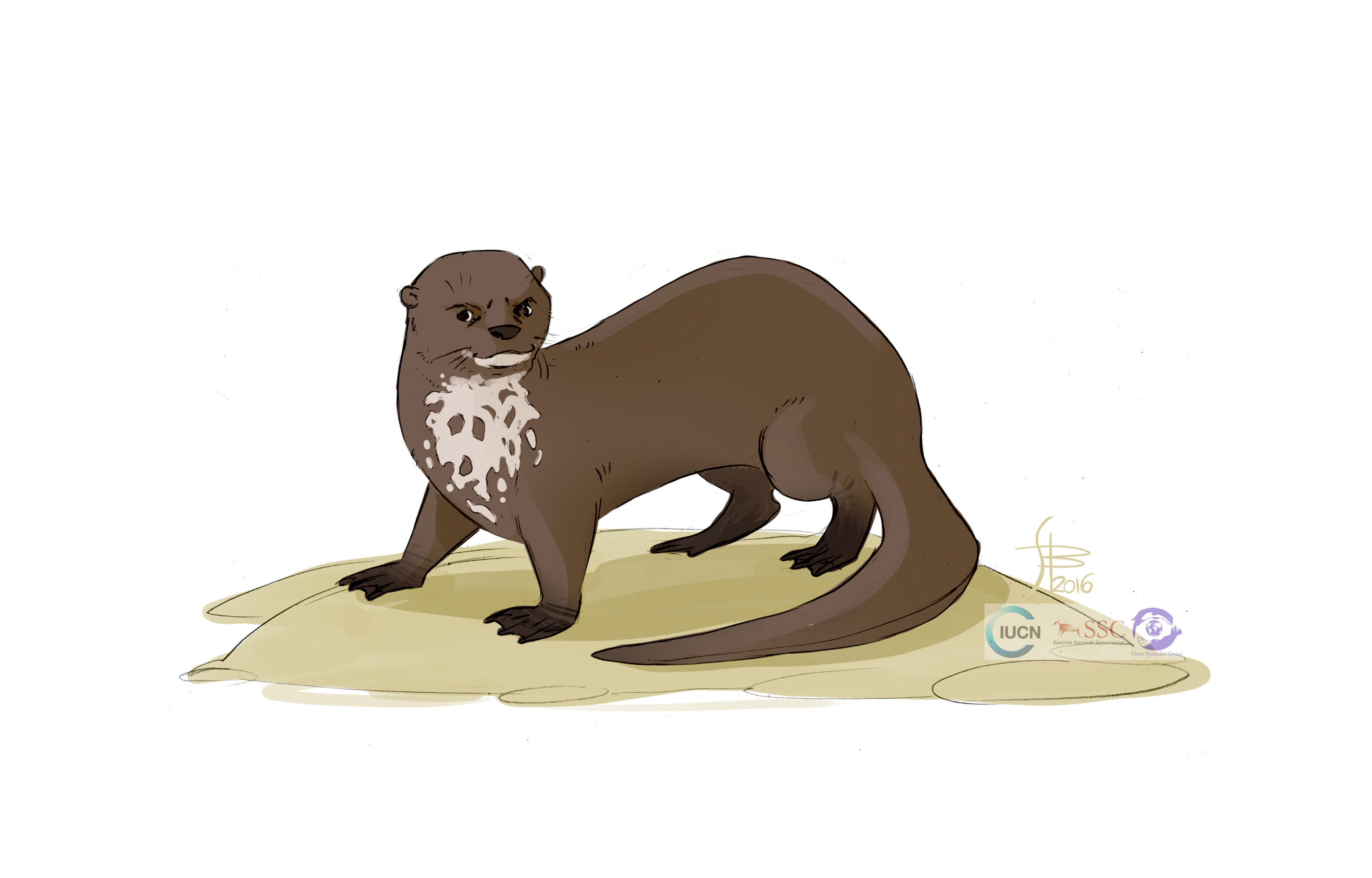 Spotted-necked Otter – We Love Otters!